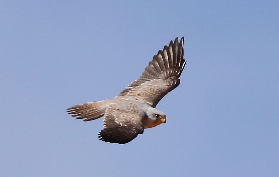 Richard Waring's Birds of Australia: Grey Falcon the Ghost no more ...