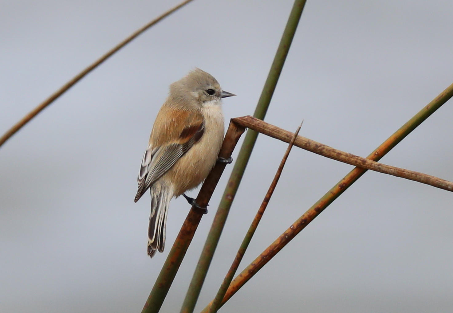 Blog de aves: Instantes alados: pájaro moscón europeo