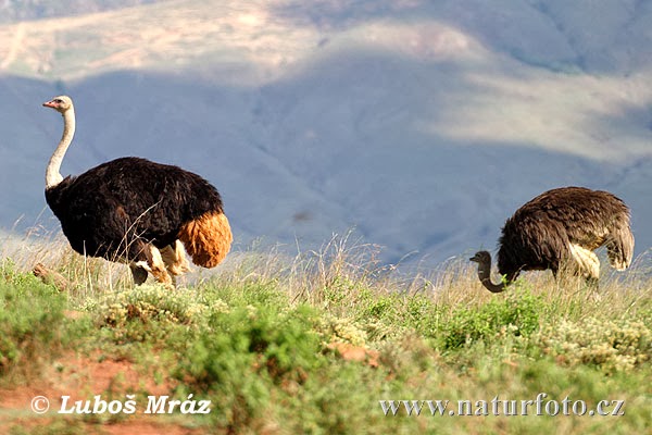 knowledge point: Ostrich Or Struthio Comment On Craniata Group Bird