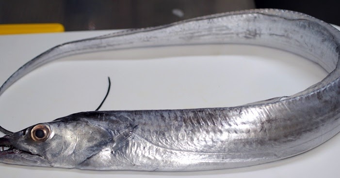 Ribbon fish largest selling fish