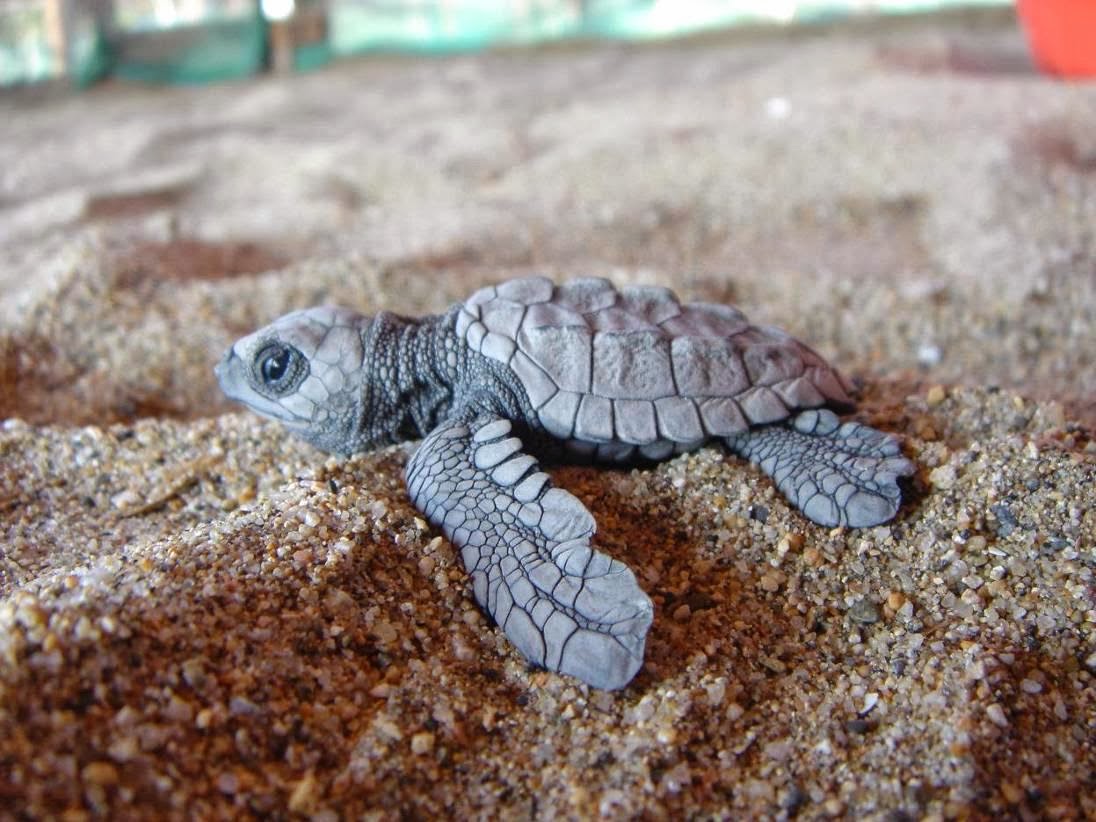 Rules of the Jungle: Taking Care of Baby Turtles