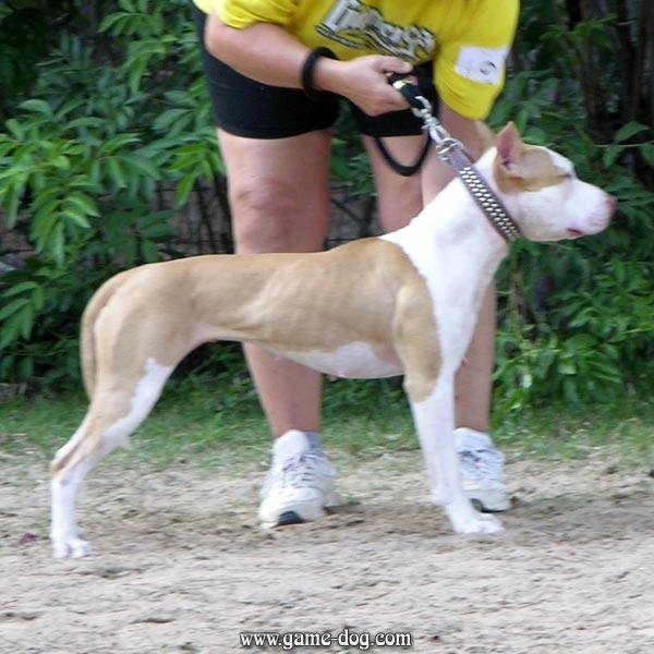 Info Pit Bull (Material Historico-Informativo): Estándar oficial del A ...