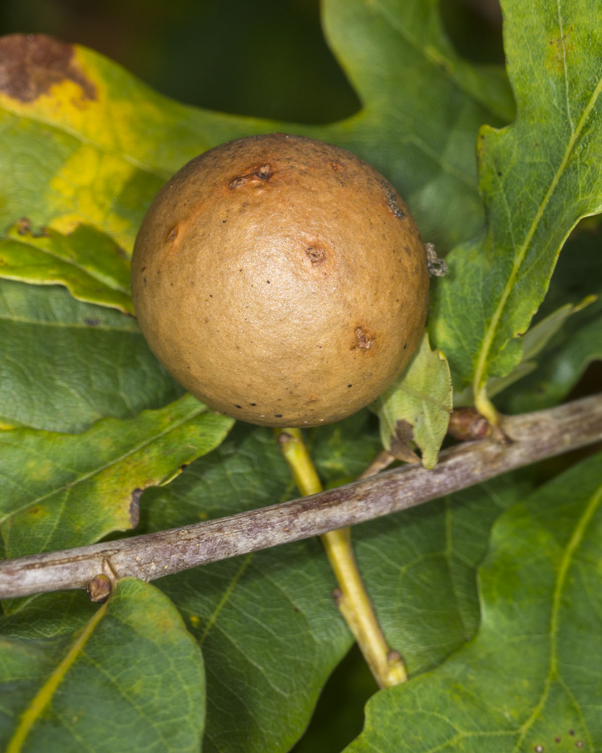 East Glamorgan Wildlife: Oak Galls
