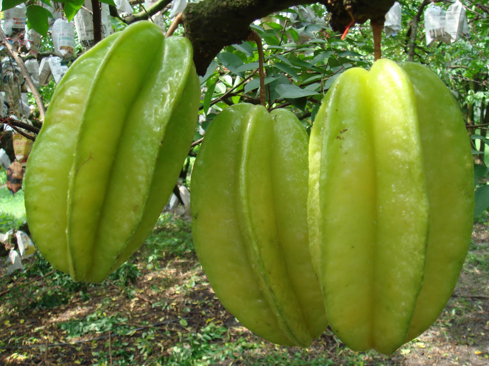 Baja Tanaman Dan Pertanian: Testimoni Baja Bio ASM