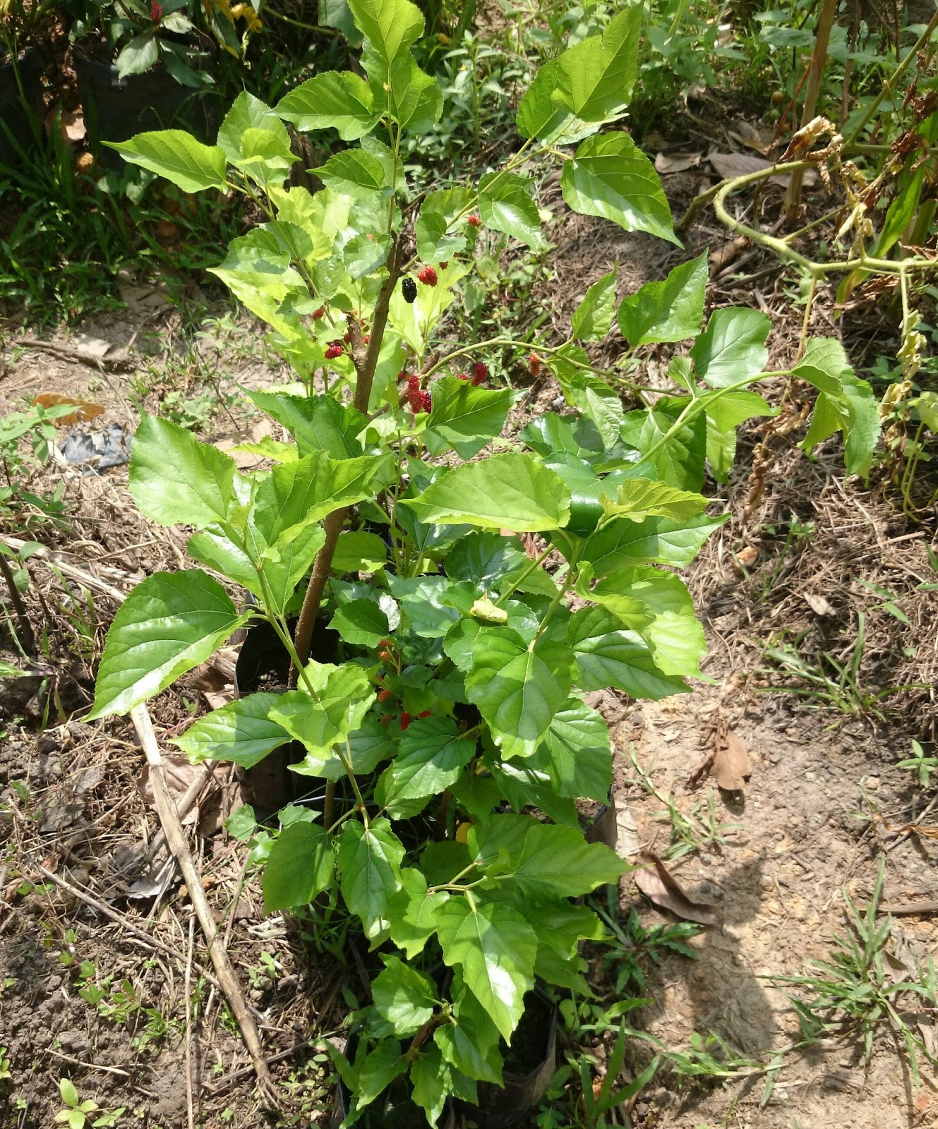 SEMAIAN KERATAN BATANG POKOK MULBERRI - Rangkuman Cara Bertanam Lengkap
