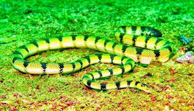 MENGENAL 6 ULAR LAUT PALING BERBISA DI INDONESIA