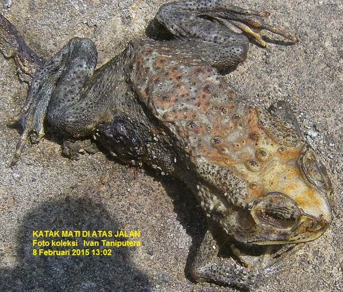 Blog Sejarah, Sains, Astrologi, Metafisika: MAKNA KATAK YANG MATI DI ...