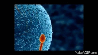 From PUA to eternity: Fertilisation, pregnancy and birth