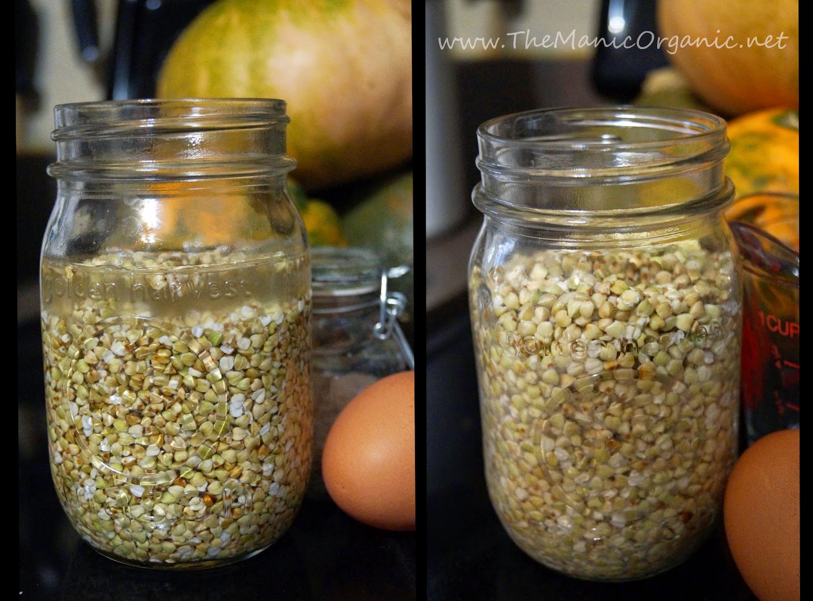 The Manic Organic: Grain free, Gluten Free Buckwheat: Simple Flatbread