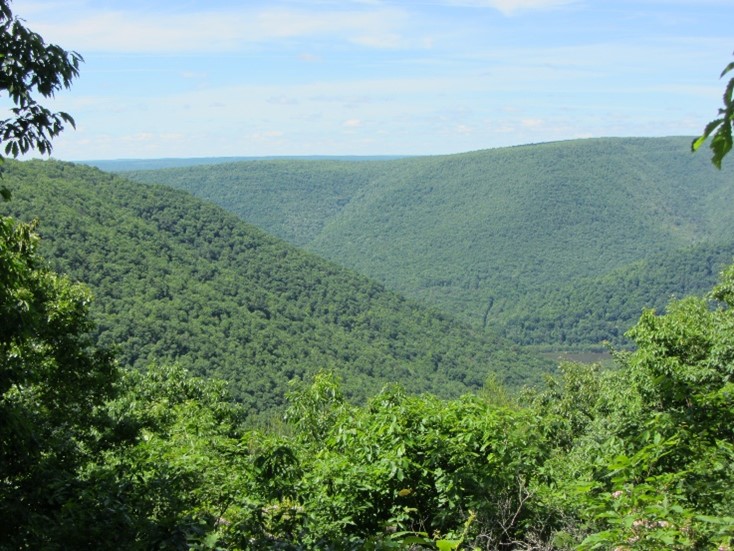 Central Pennsylvania Forestry: Foresters, Loggers, and Trees