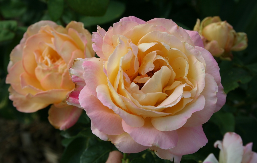 Garden Musings: Sweet Charlotte