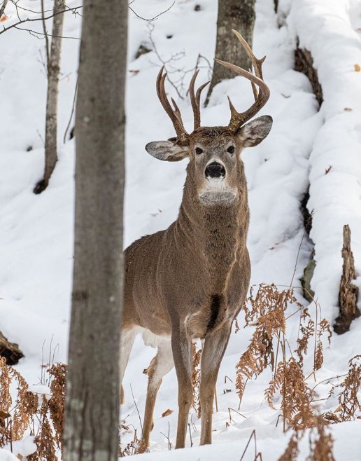 Galla Creek Ephemeris: Rare Whitetail Deer