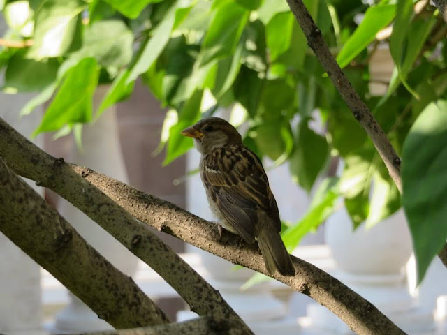 Divagar entre FLORES - ANIMAIS - NATUREZA: PARDAIS do meu caminho