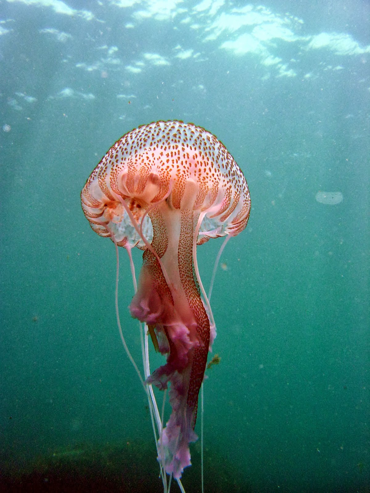cardigoso: … e as alforrecas dominarão os mares!