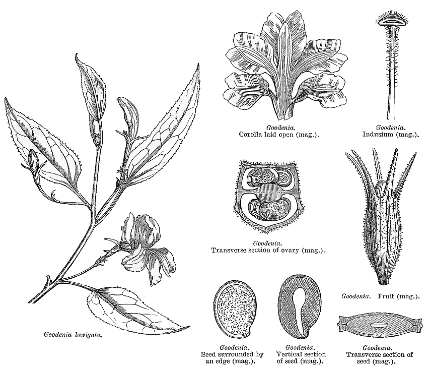 PLANT FAMILIES OF PUERTO RICO AND FLORIDA PAPO VIVES: GOODENIACEAE ...