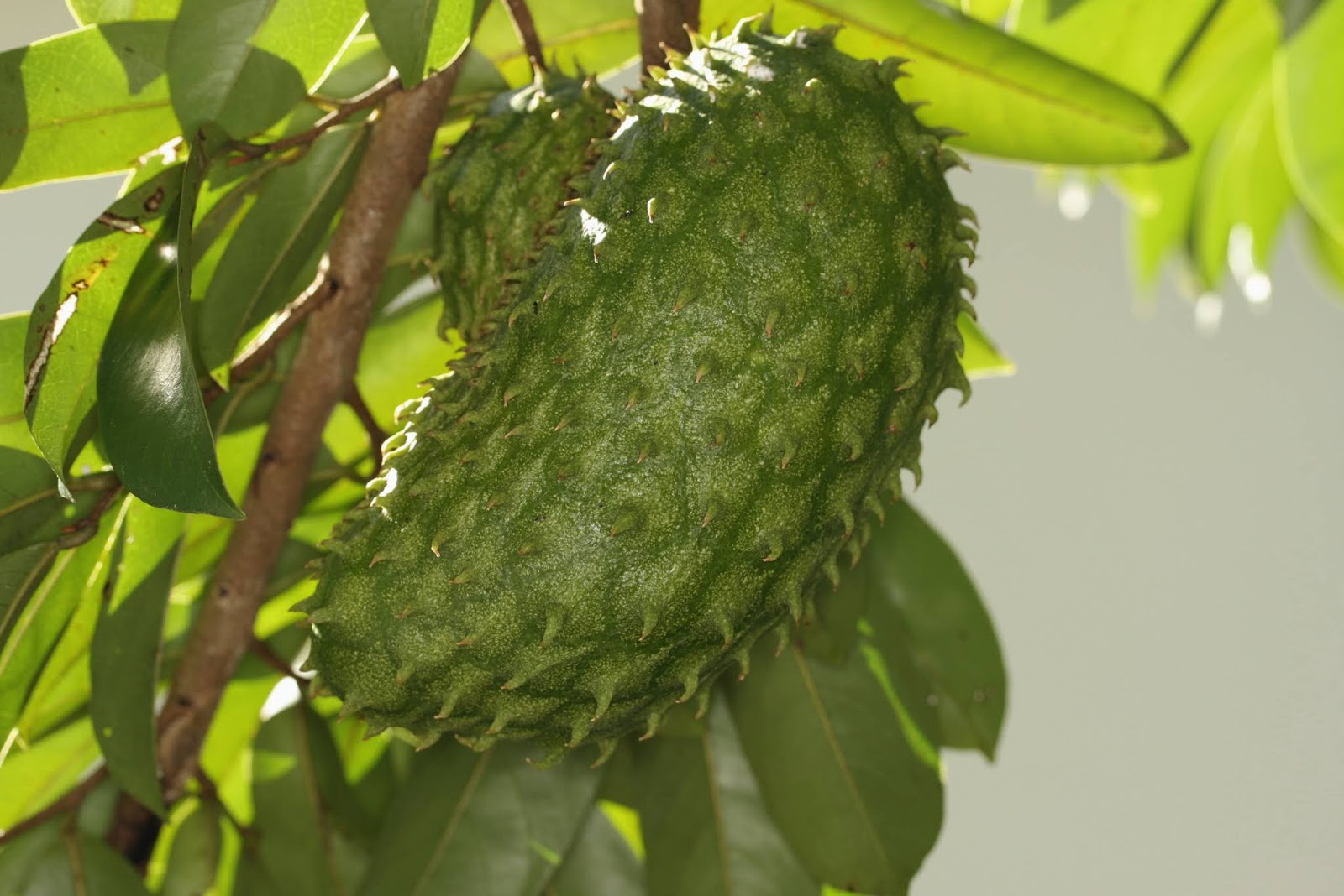MYEXPERTSHUB AGRO CONSULTANCY LTD: CUSTARD APPLE (MATOMOKO); THE 1,000 ...