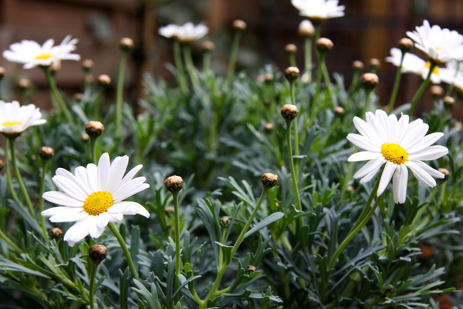 gradinaria personala: Margarete