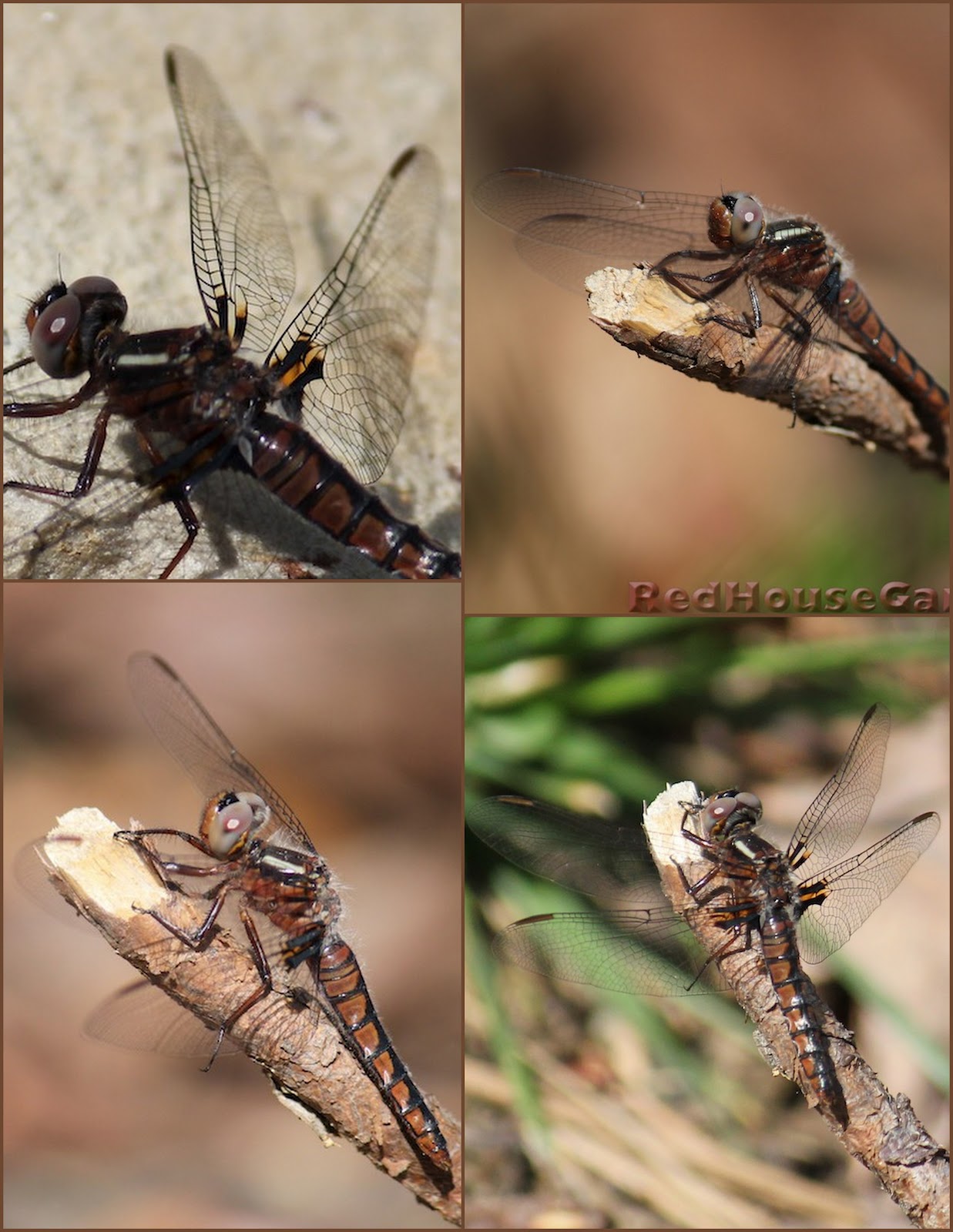 Blue Corporal Dragonfly