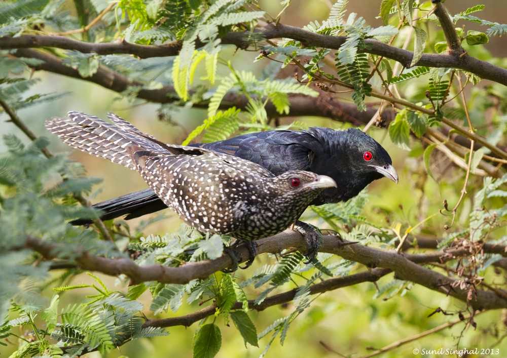 Indian Birds Photography: [BirdPhotoIndia] Asian Koel - Pair ...