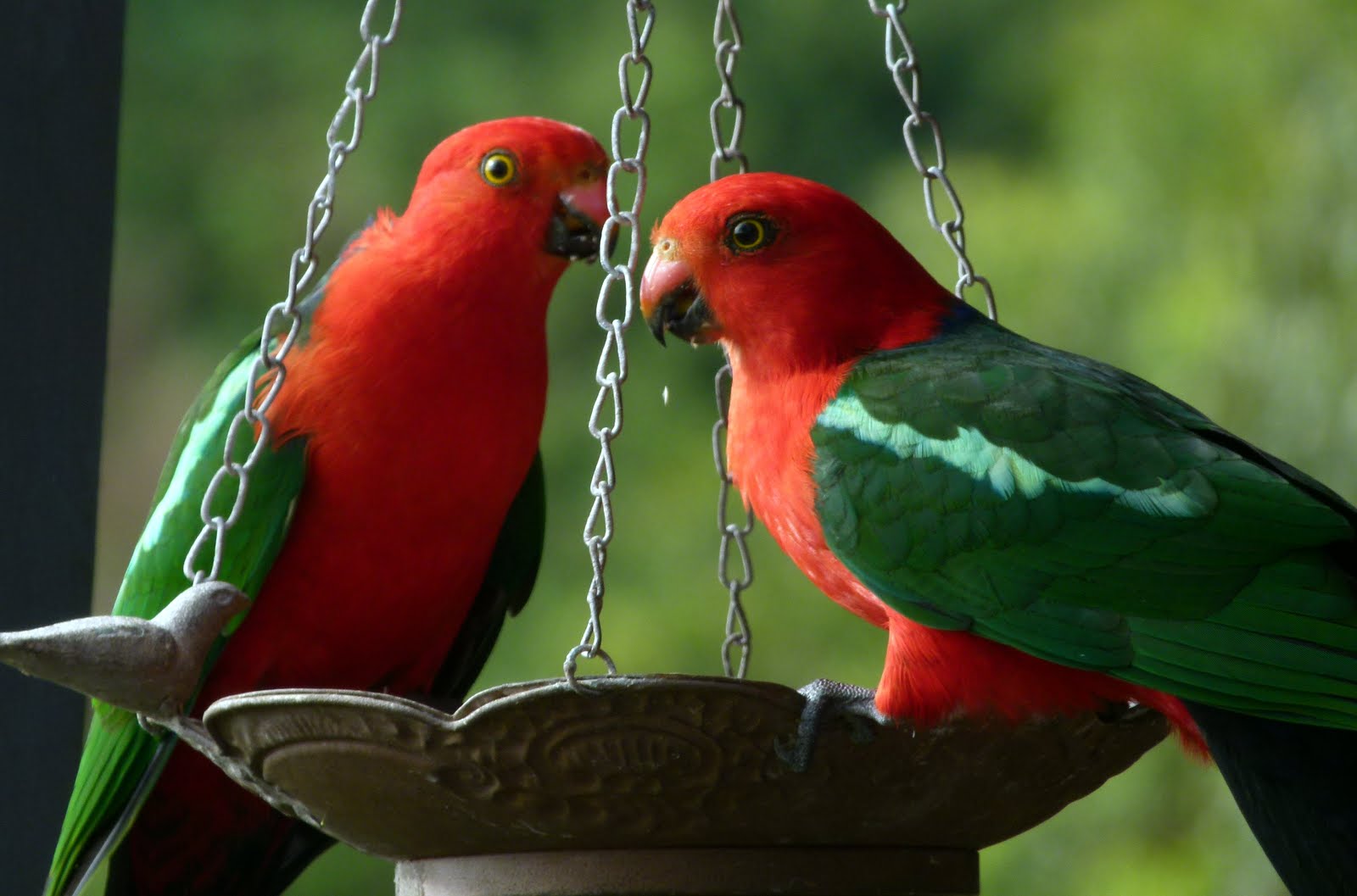 QUEENSLAND BIRDER - Birds and the natural world at home and away ...