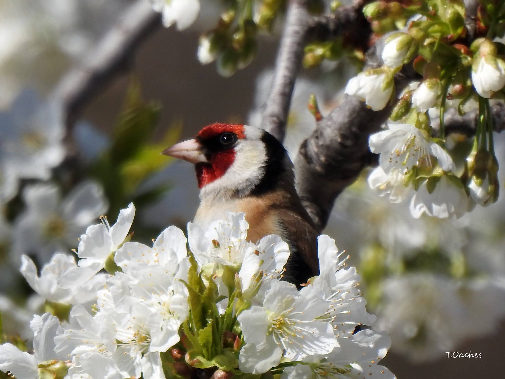 PASARI DIN ROMANIA: STICLETE(1), Carduelis carduelis