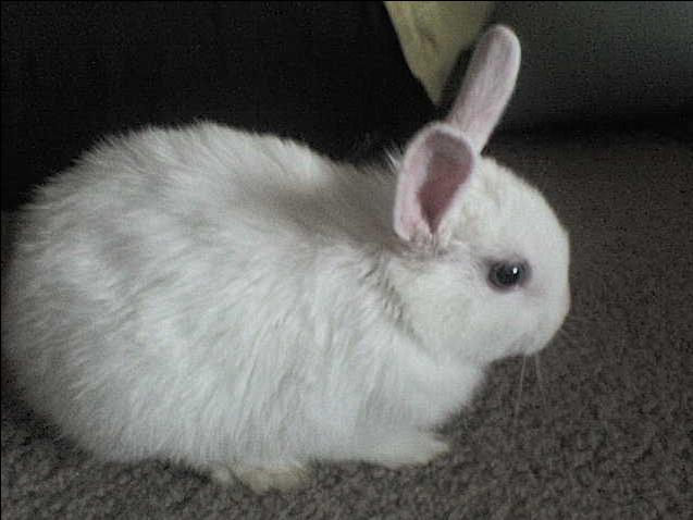 Netherland Dwarf Rabbits