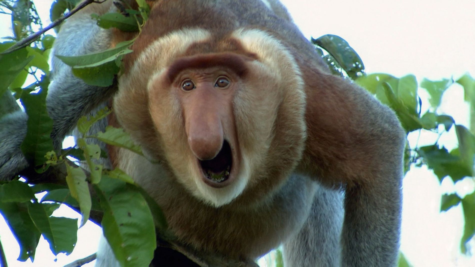 Probóscide o el mono narigudo