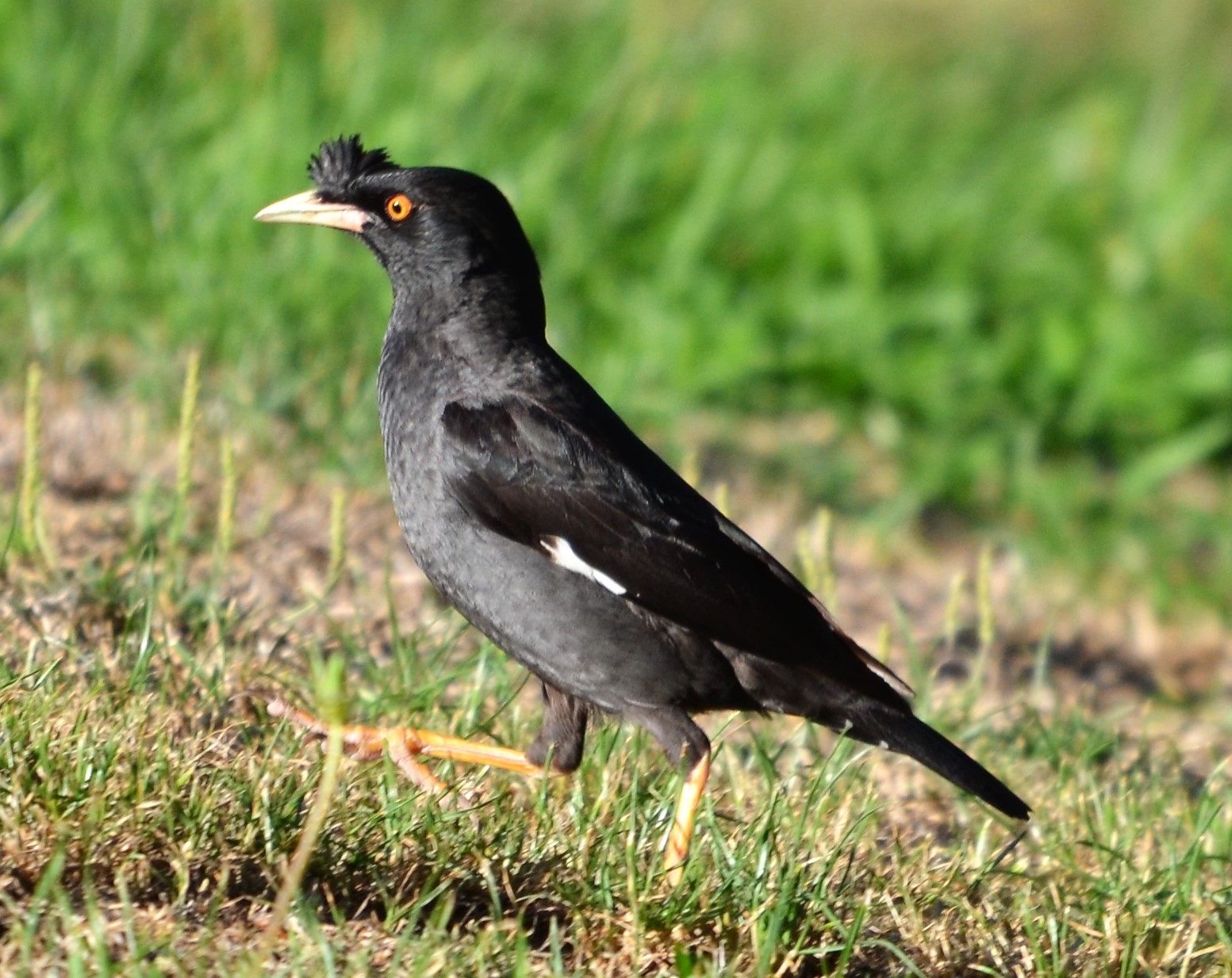 Imagens da vida animal: Mainá-de-crista (Acridotheres cristatellus)
