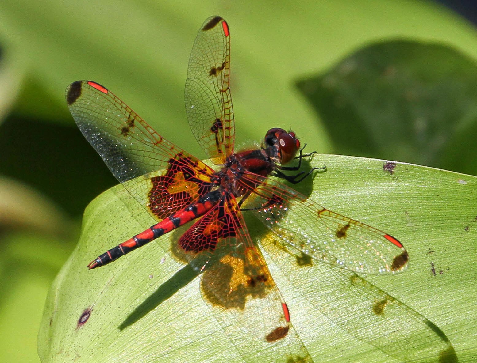 On the Wing: Virginia Purple Gallinule, Anhingas and Dragonflies