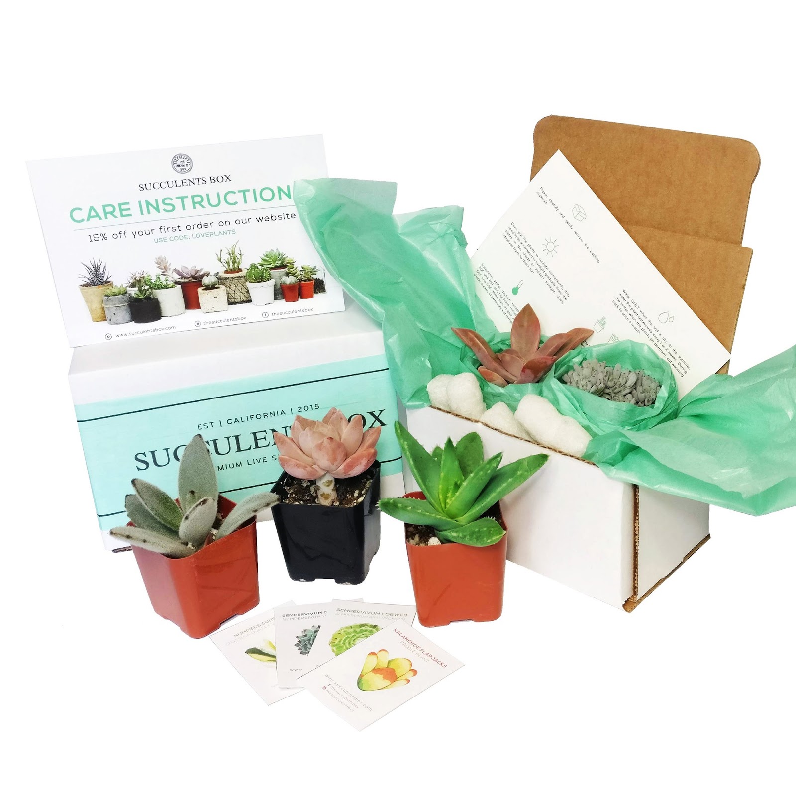 Inspired by Savannah: Give the Gift of a Monthly Succulents Box This ...