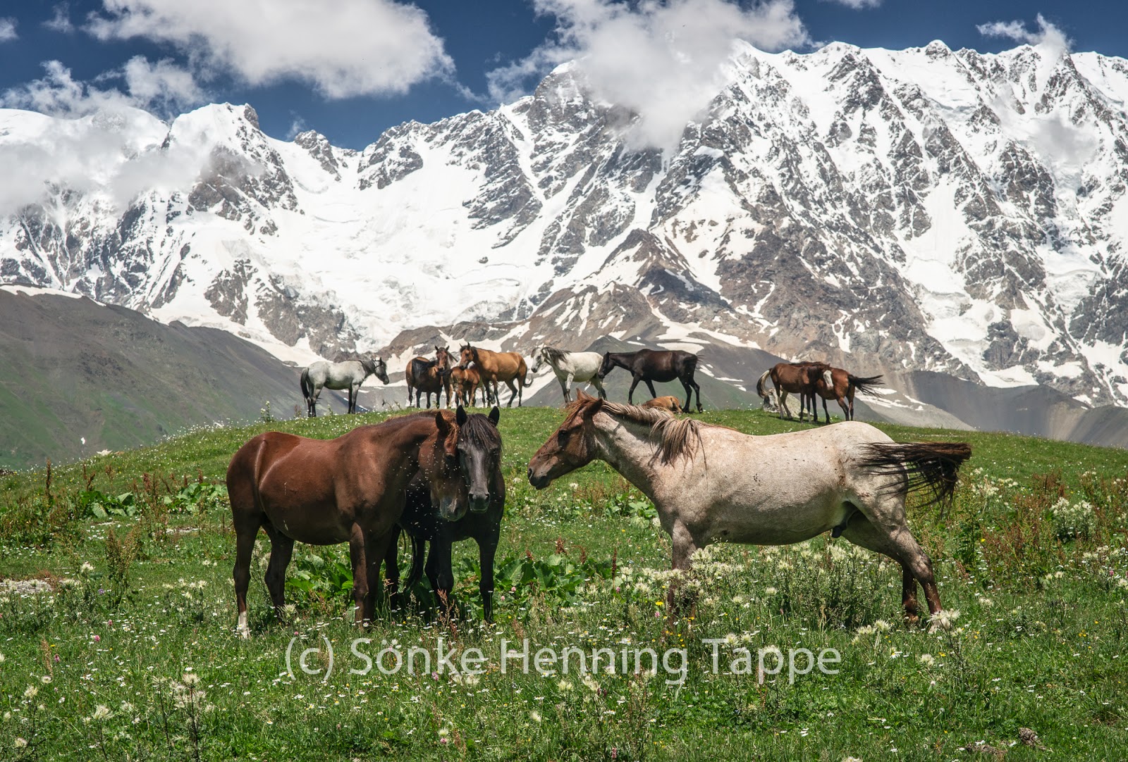 My favorite pictures of animals in the Caucasus - Dyxum - Page 2