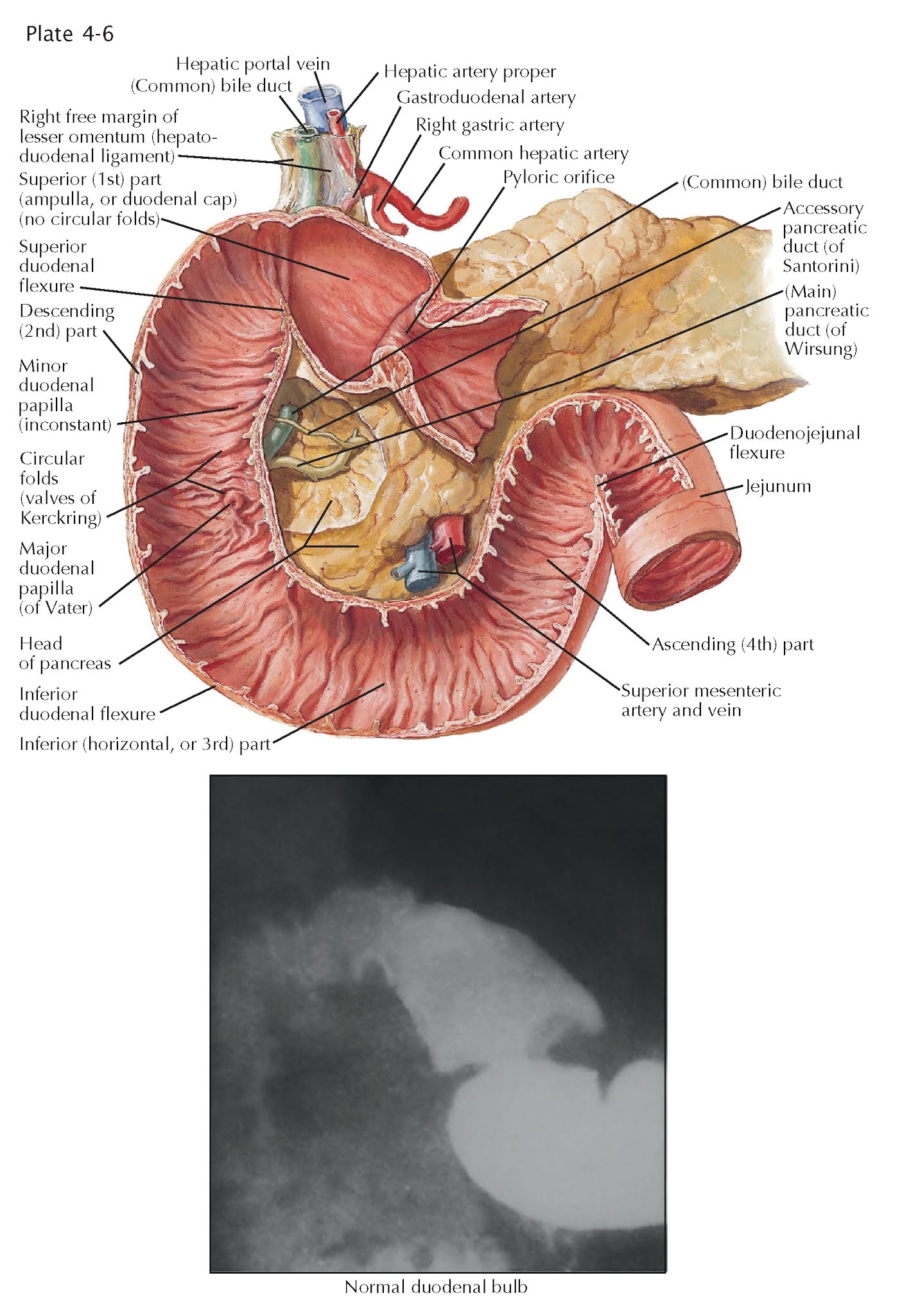 Duodenal Bulb And Mucosal Surface Of Duodenum Pediagenosis