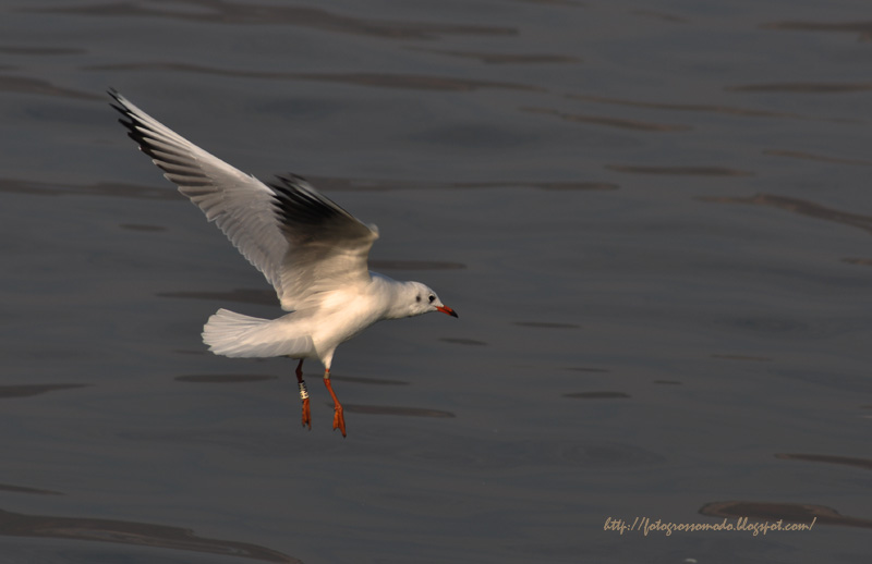 In linii mari: noiembrie 2011