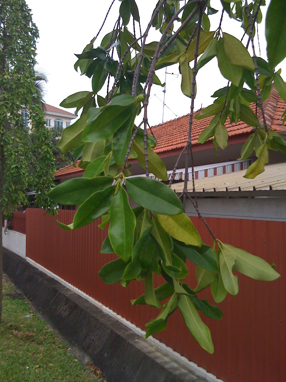 PlantWerkz: Caralia Brachiata "Honiara"