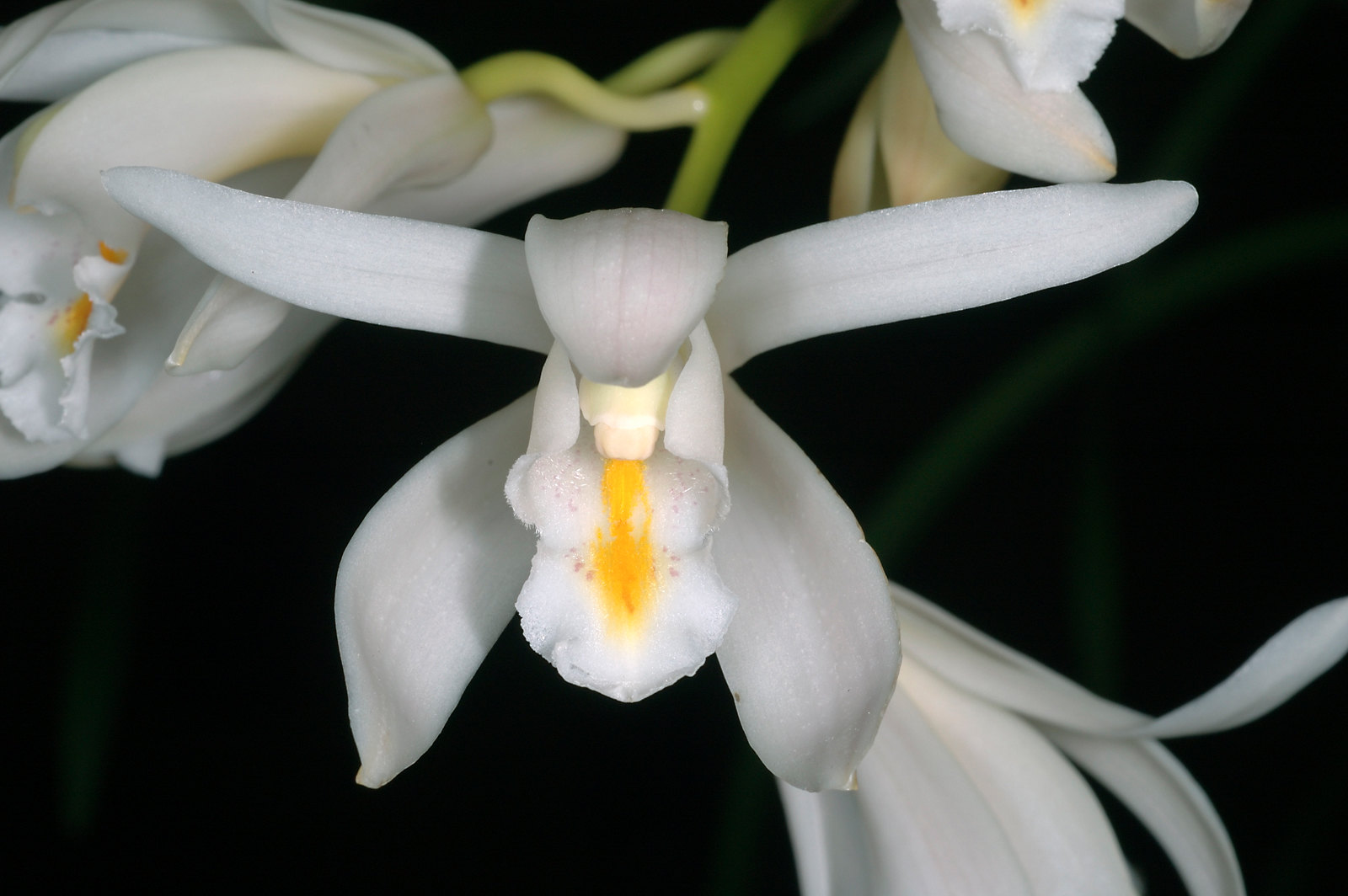 Cymbidium mastersii - Master's Cymbidium care and culture | Travaldo's blog