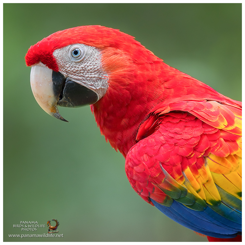 Scarlet Macaws (a success story in repopulating continental Panama)