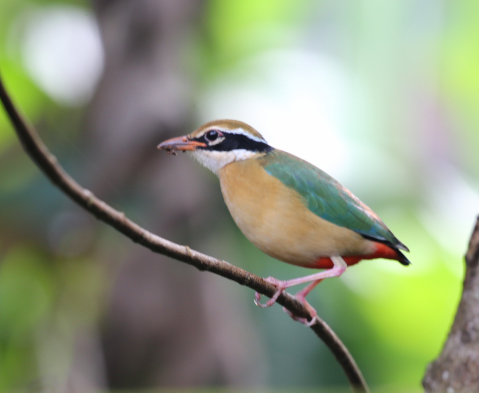 photosofbirdsofsrilanka: Indian Pitta - Pitta brachyura, Doctors ...