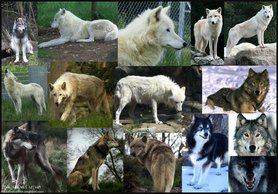 The Wolves Within: Wolf Sketches/Reference