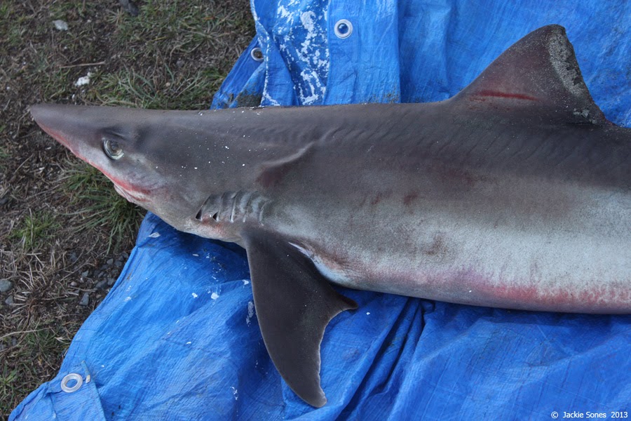 The Natural History of Bodega Head: Smooth-hound?