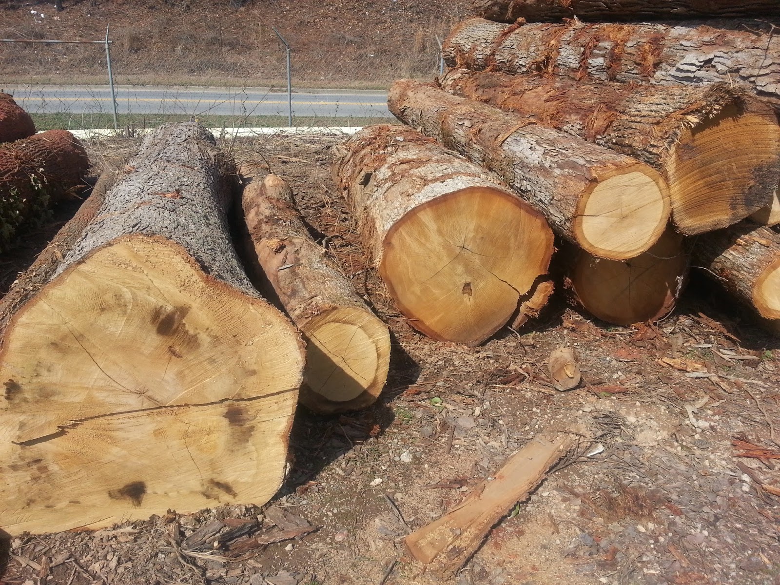 Hardwoods From Gill Timbers International: Red Oak Logs for China ...