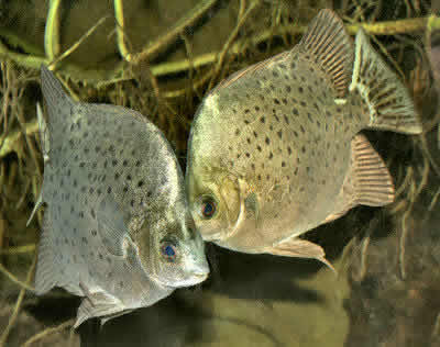 Naturalism - the Eighth Sense: Your favorite "Kapiged" Fish