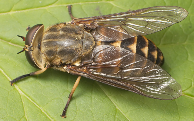 Mutuca (Tabanus bovinus)