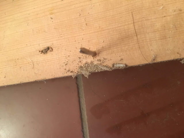 Moths problem in sheep wool insulation - it happened to us