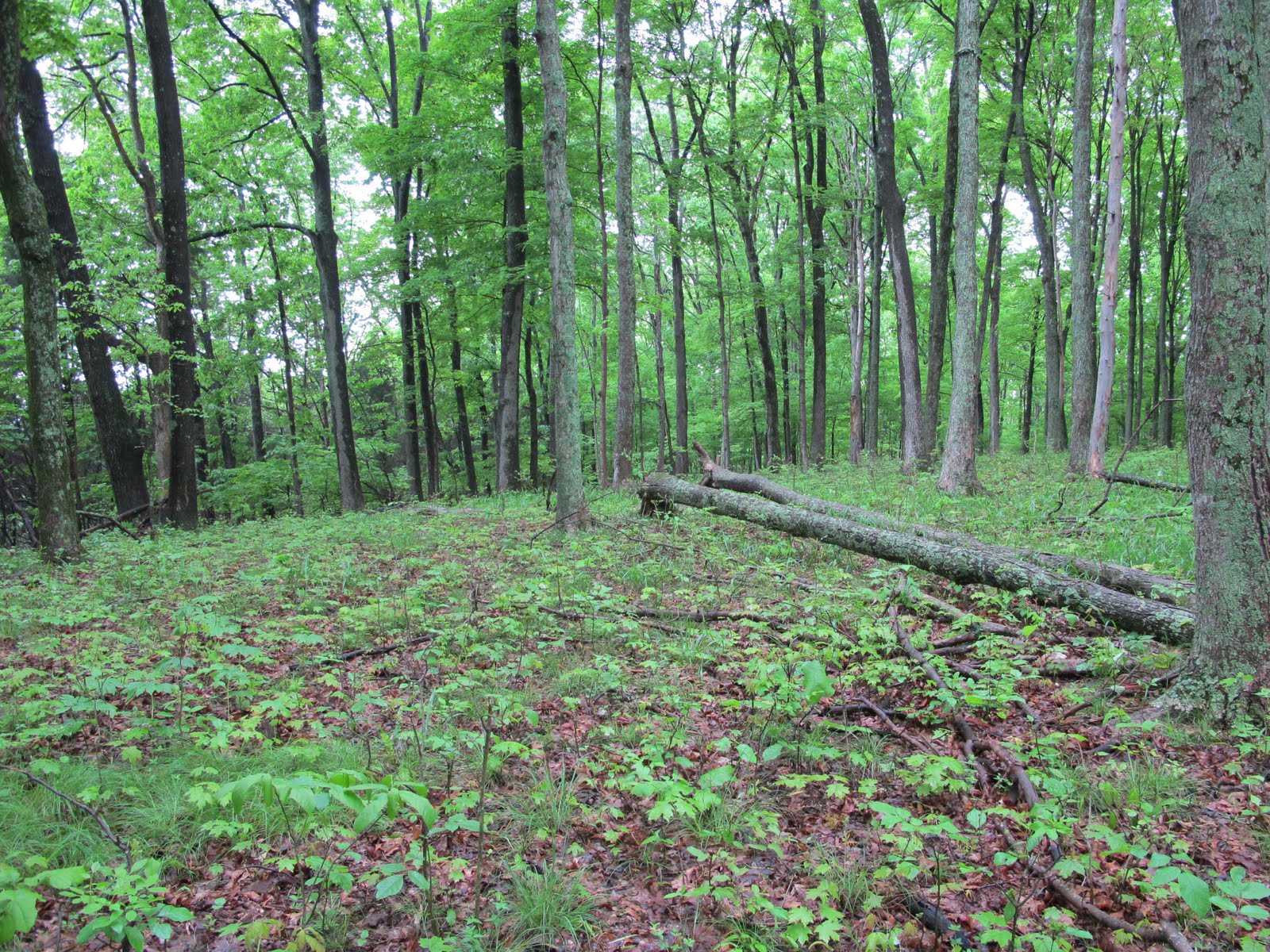 Blue Jay Barrens: Fallen Trees and Browse Lines