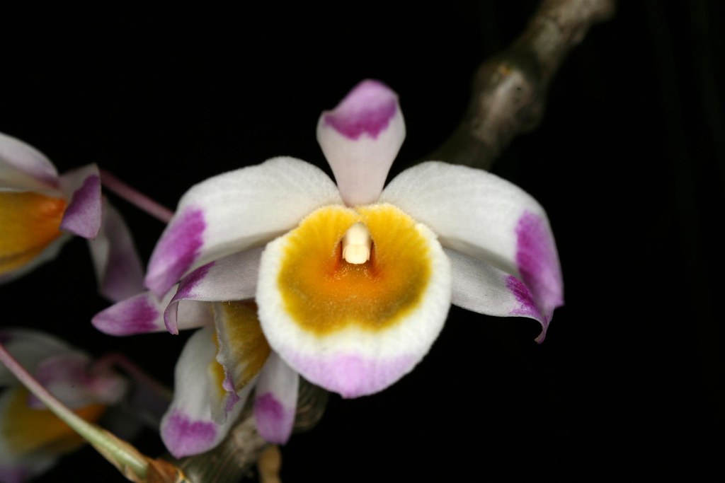 Dendrobium pendulum care and culture | Travaldo's blog