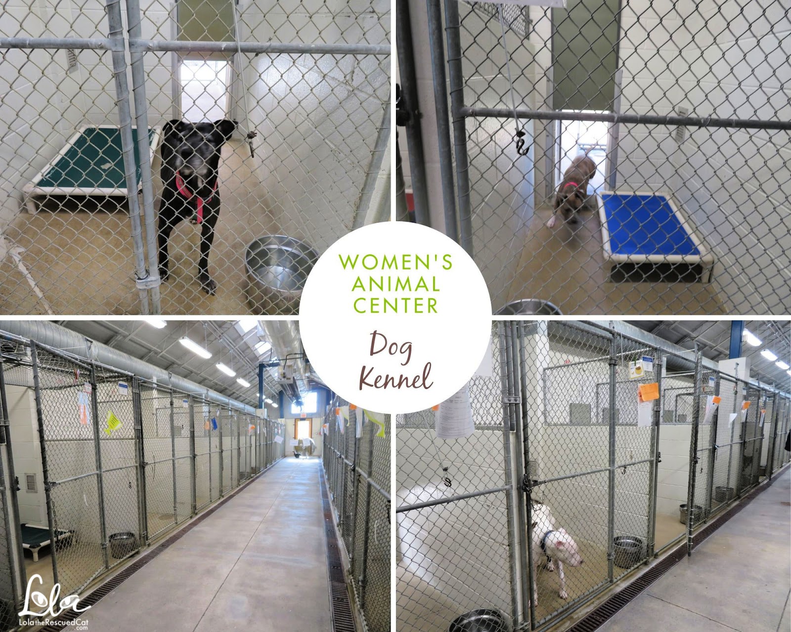 Women's Animal Center - America's First Animal Shelter! | Lola The ...