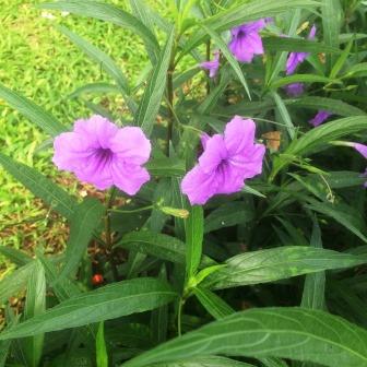 Ruellia simplex | Pustaka Flora | Database Tanaman Landscape