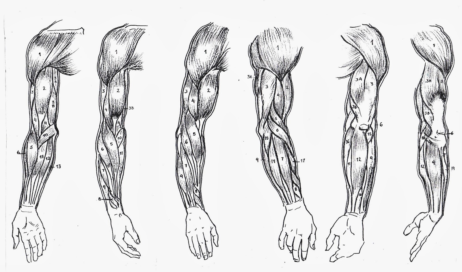 BRAZO Y ANTEBRAZO | Brazos dibujo, Dibujo musculos, Anatomia brazo