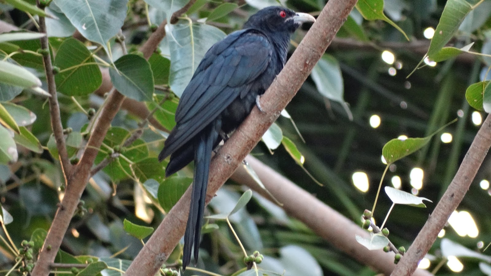 Birds of India: Birds of Kavdi Pat Pune