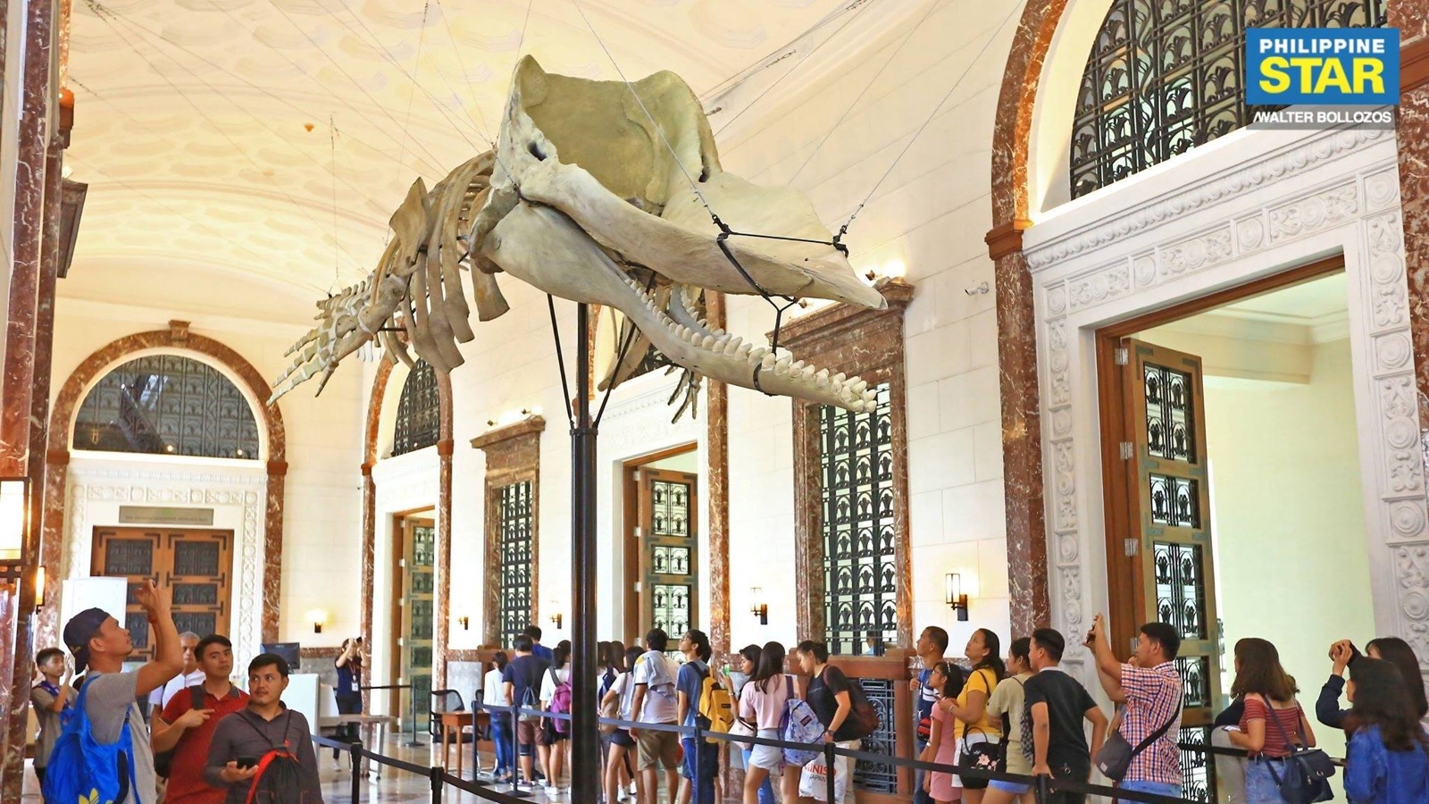Marinduque sperm whale takes center stage at National Museum ...